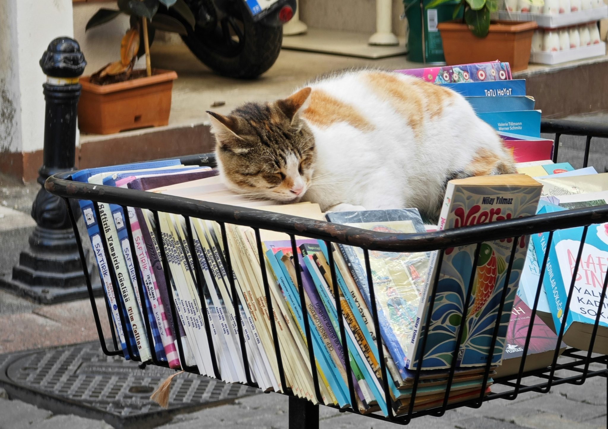 8 Books Featuring Cats as Characters - Electric Literature