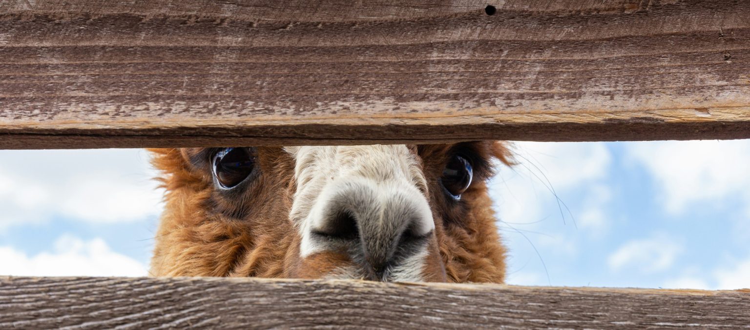 Dad Died and All I Got Was This Angry Alpaca - Electric Literature